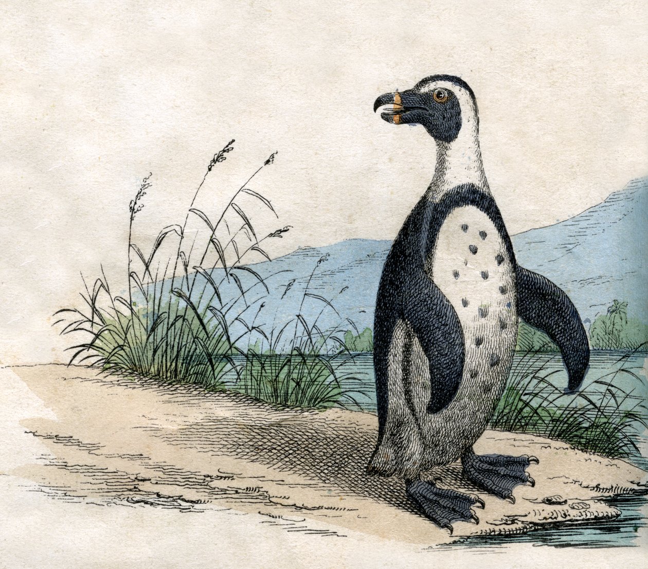 Magellanic Penguin