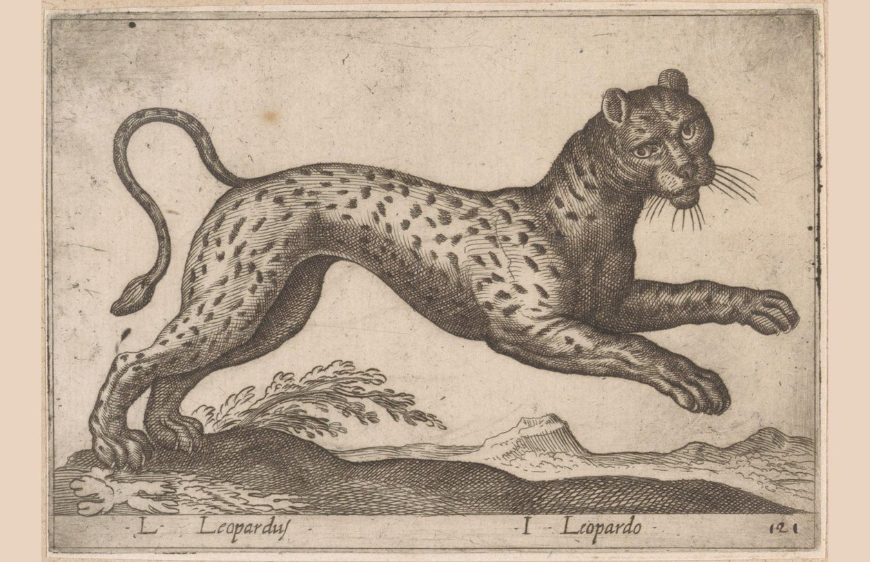 Leopard (Animals and Fabulous Creatures series, Nova raccolta de li ...