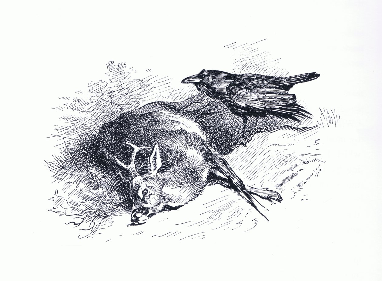 How To Draw A Dead Deer Step By Step