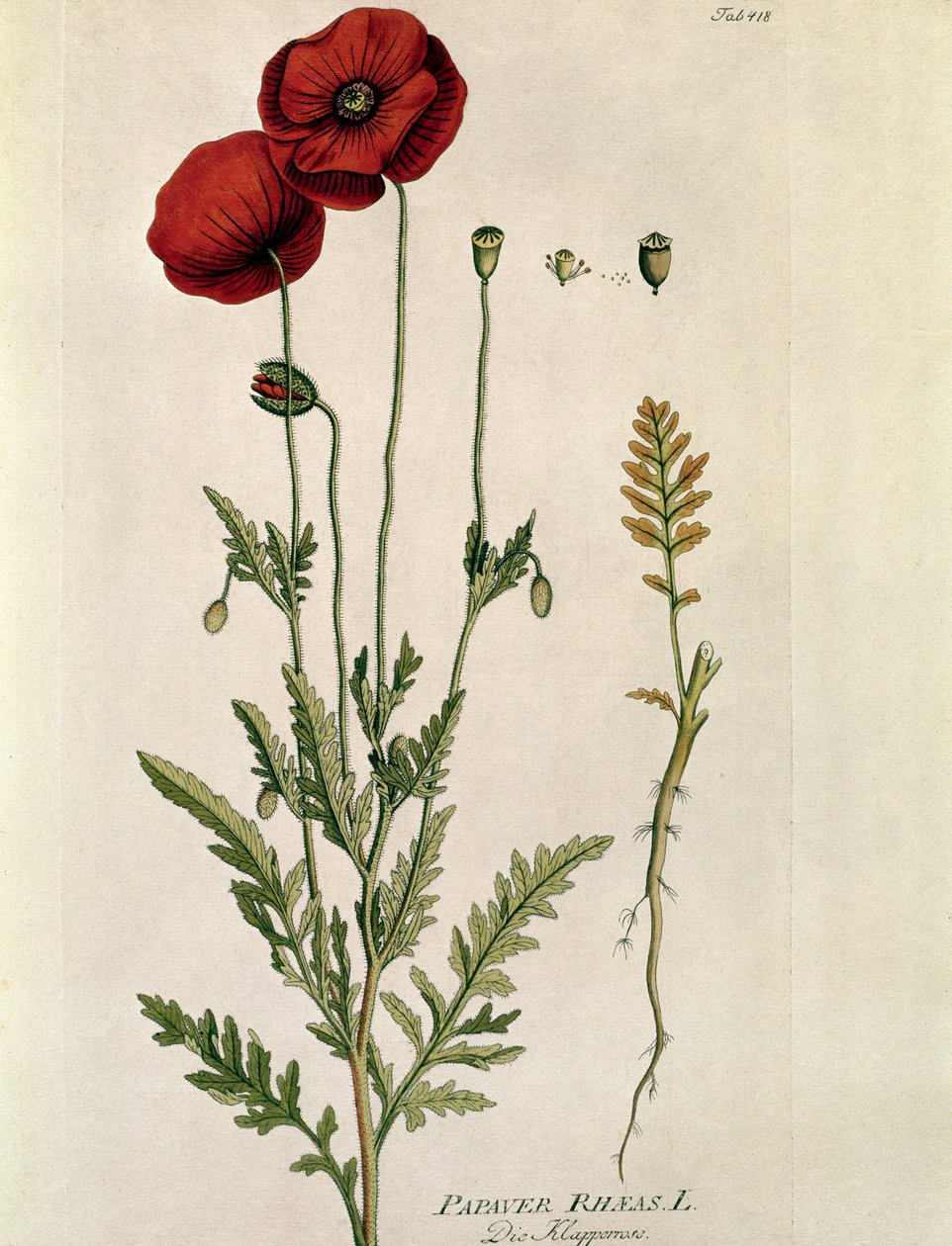 Poppies Botanical Illustration