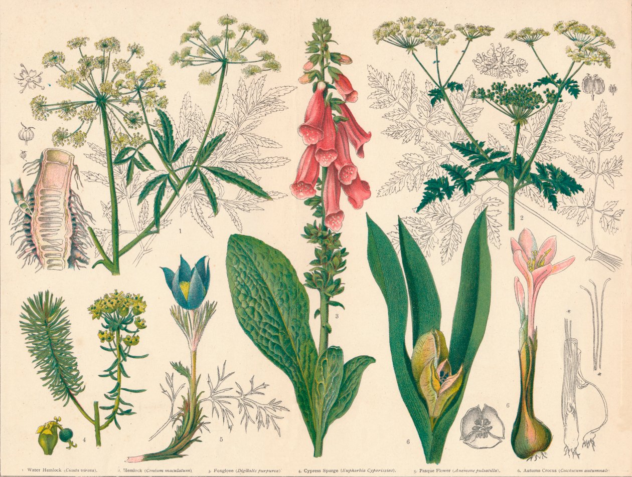 British Poisonous Plants, mid-late 19th century
