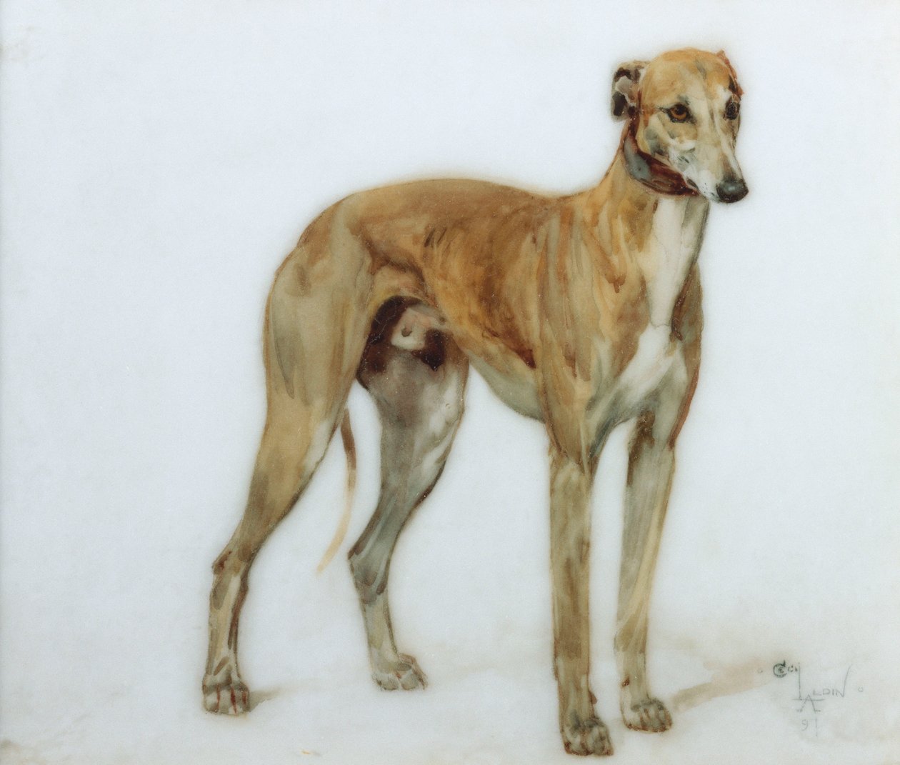 Red Fawn Greyhound