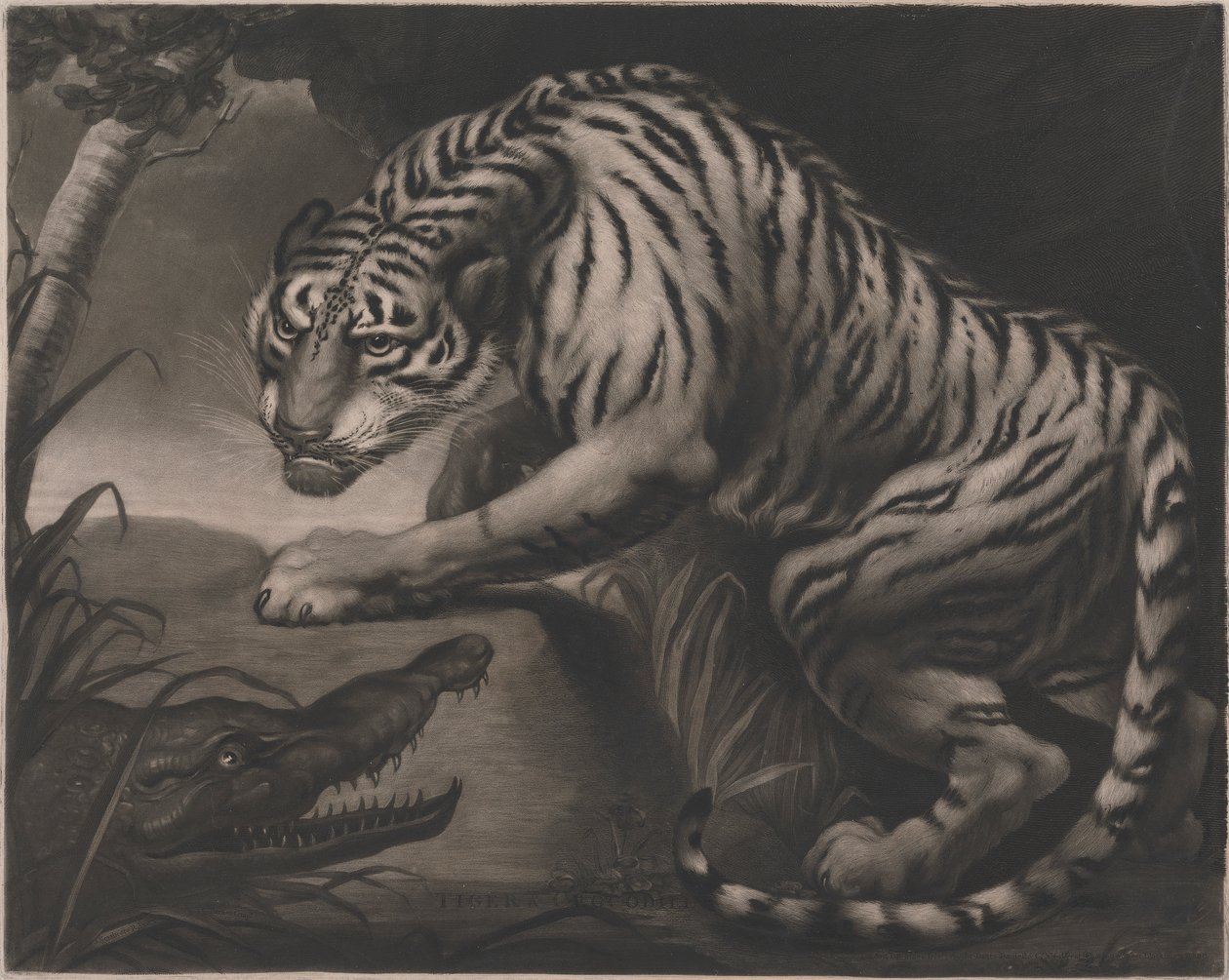 Tiger Vs Crocodile