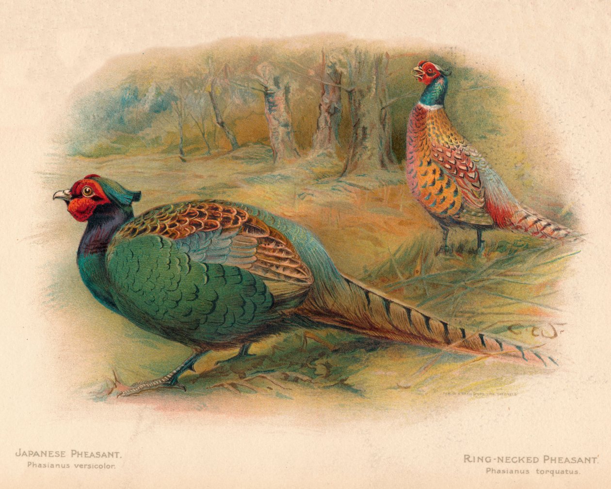 Japanese Pheasant Phasaianus versicolor, Ring-Necked Pheasant ...