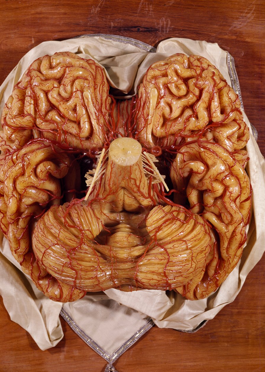 Model of a brain by Clemente Susini: Buy fine art print