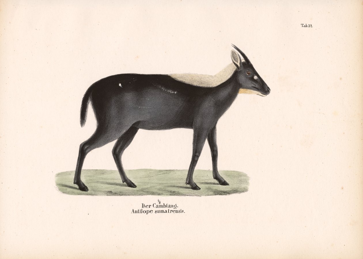 The Sumatran Serow by Conrad Kull: Buy fine art print