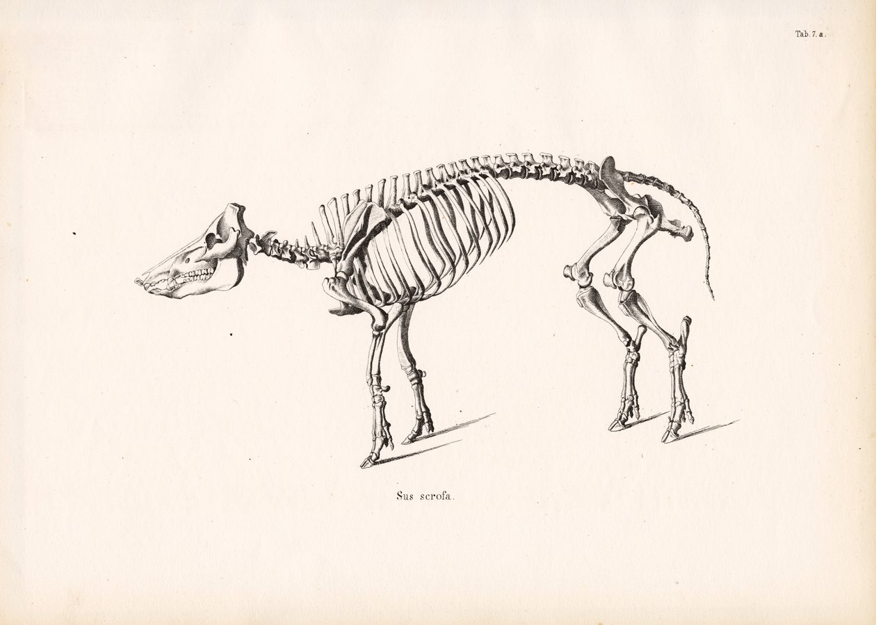 Wild Boar Skeleton by Conrad Kull: Buy fine art print