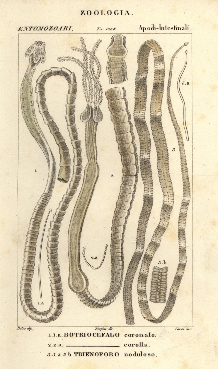Parasitic worms and tapeworms, Bothriocephalus coronatus ...
