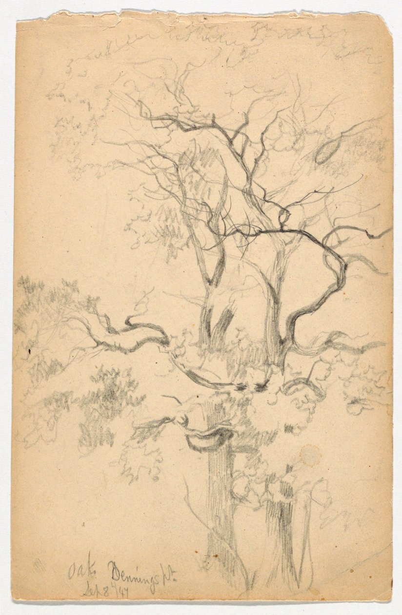 Study of Oaks at Dennings Point by Daniel Huntington