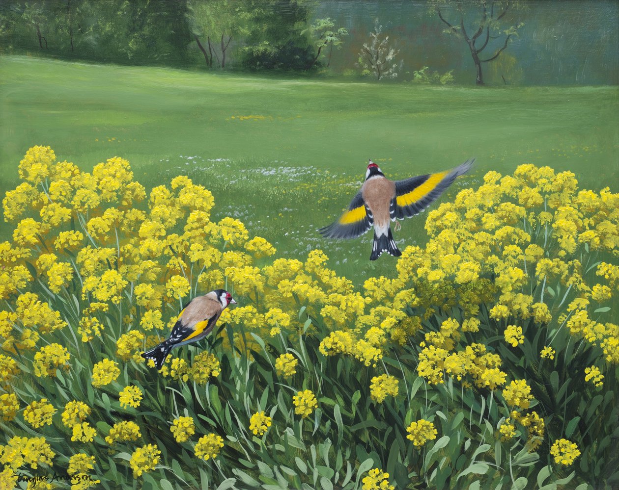 Goldfinches by Douglas Anderson: Buy fine art print