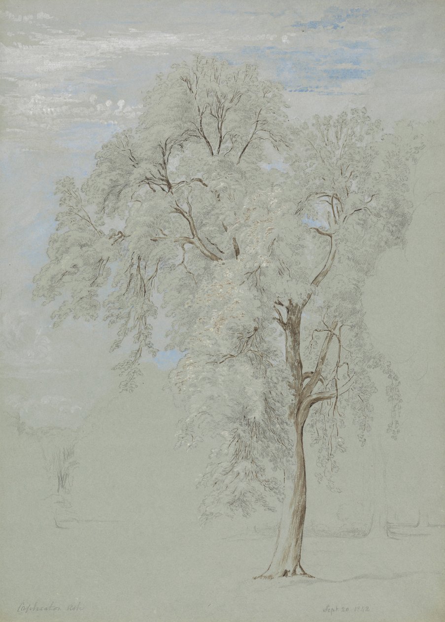 Ash Tree by Edward Swinburne: Buy fine art print