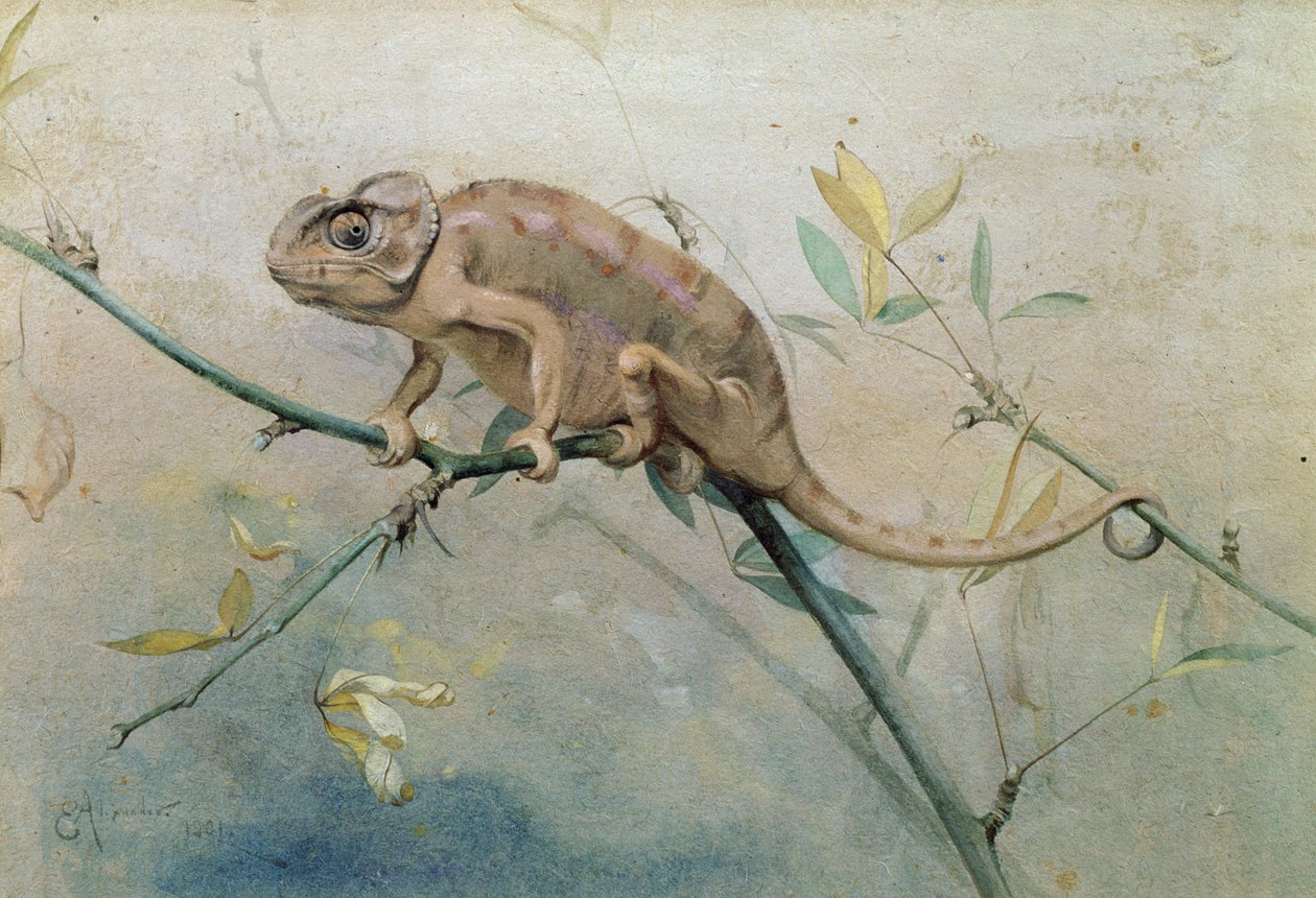 Chameleon, 1901 by Edwin John Alexander: Fine art print
