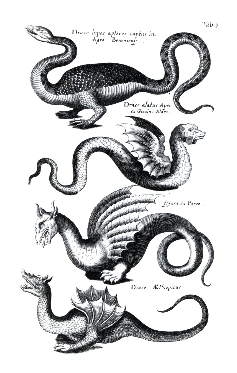 Four types of dragon by English School: Buy fine art print