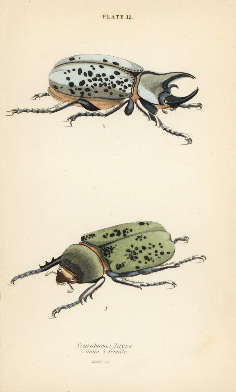 Eastern Hercules Beetle Flying