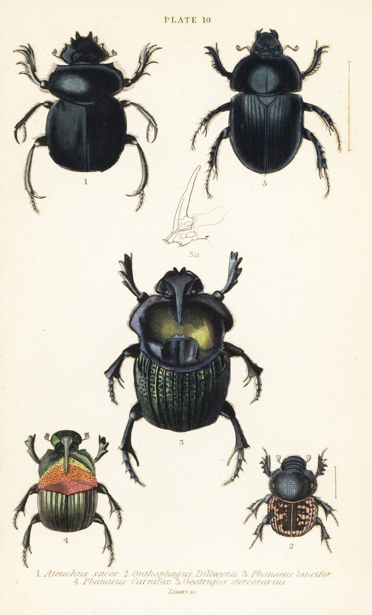 Sacred scarab beetle, Scarabaeus sacer, dung beetles, Onthophagus ...