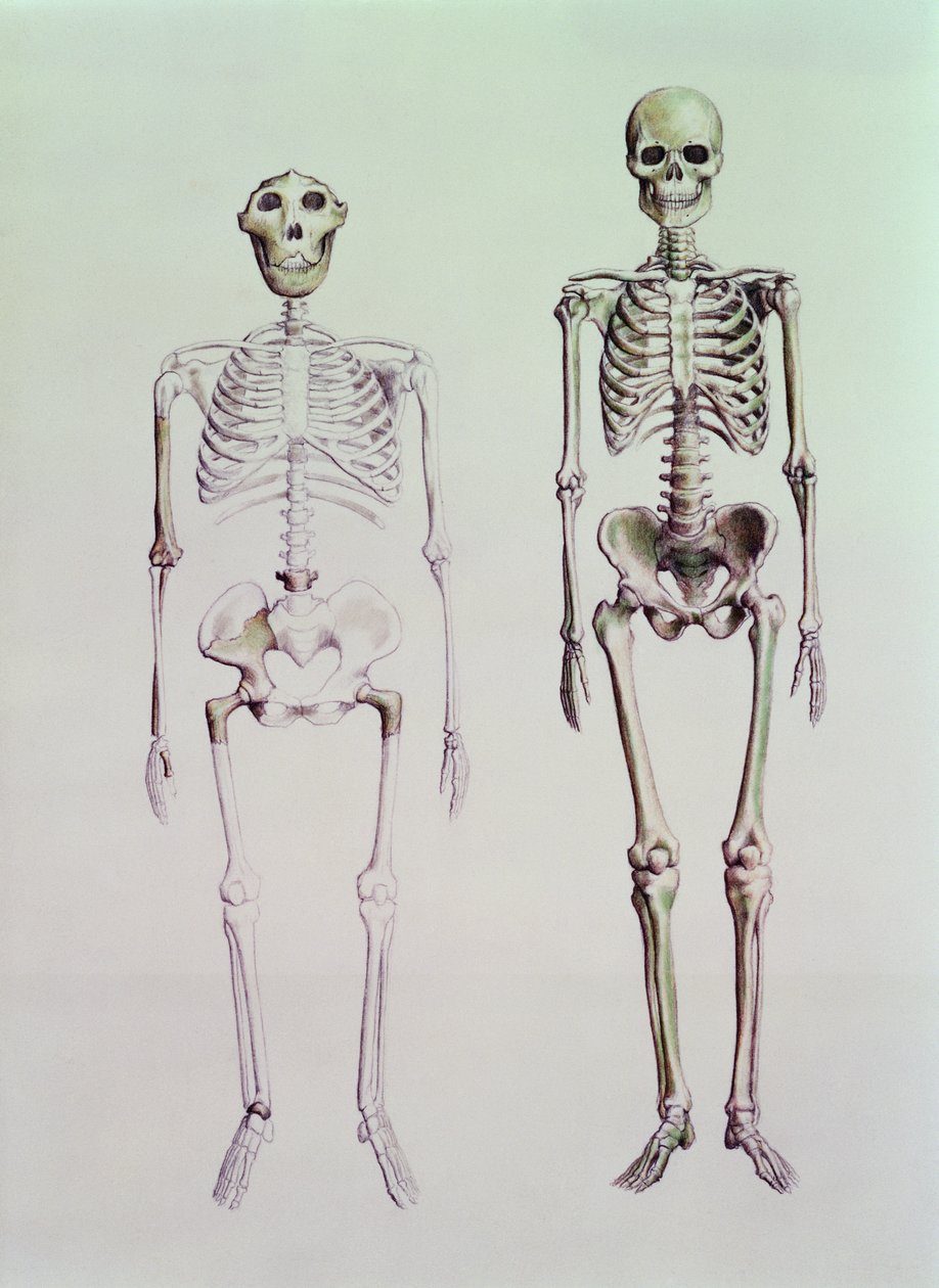 Skeletons of Australopithecus Boisei and Homo Sapiens