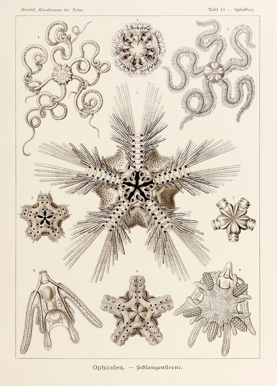 Plate 10 Ophiothrix Ophiodea from 'Art Forms in Nature' illustrated by ...