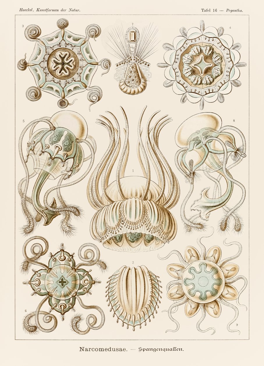 Plate 16 Pegantha Narcomedusae from 'Art Forms in Nature'