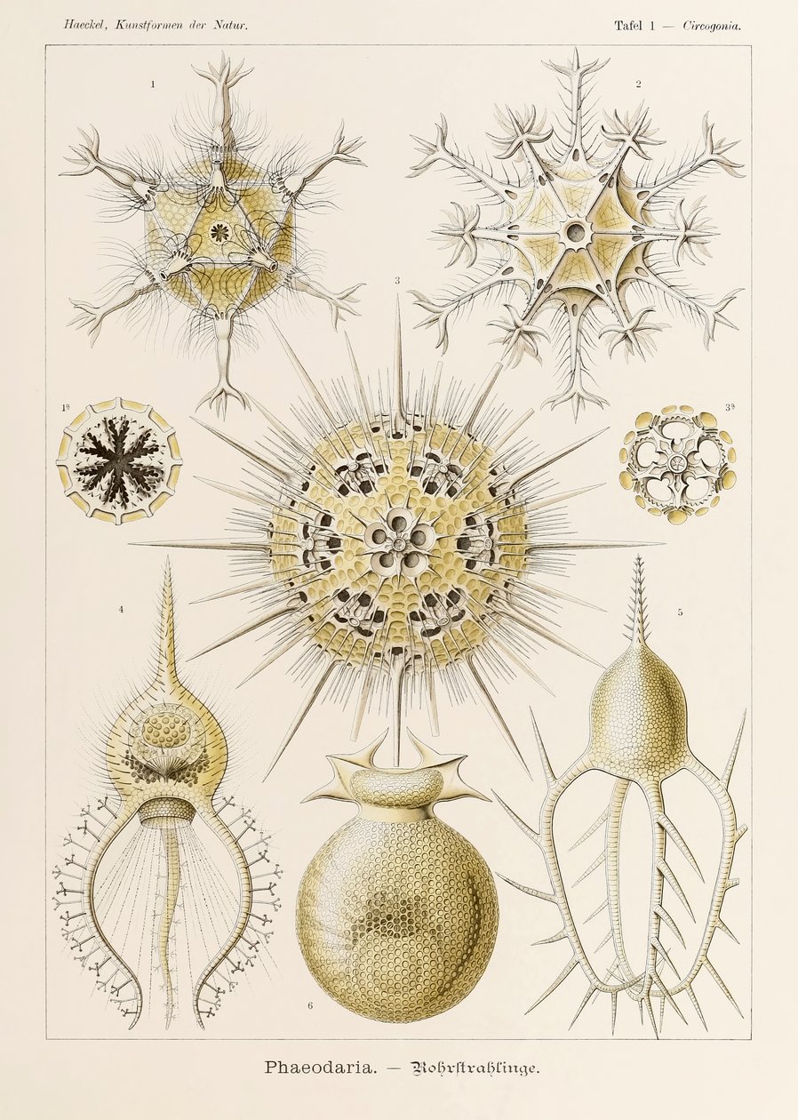 Plate 1 Circogonia Phaeodaria from 'Art Forms in Nature' illustrated by ...