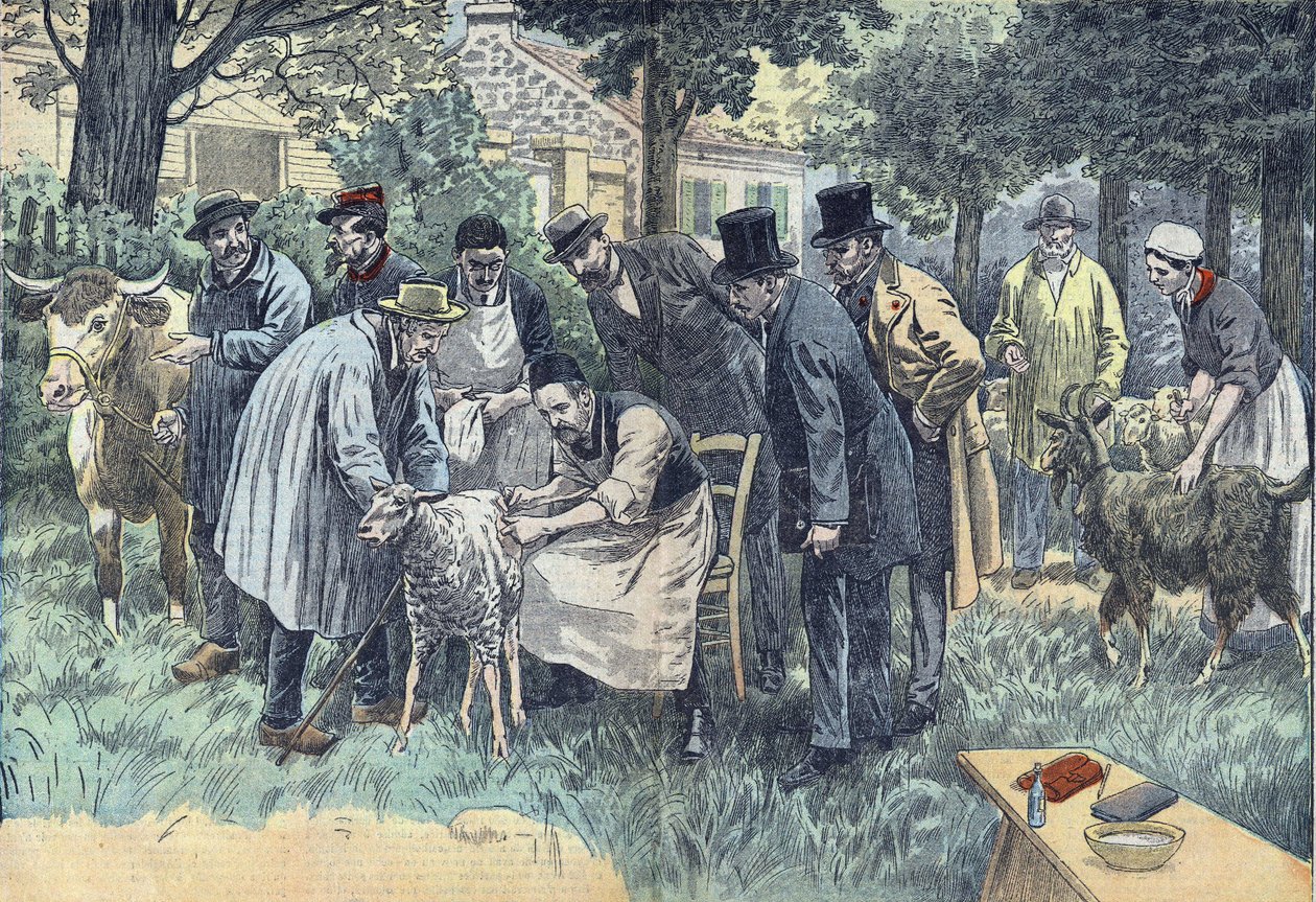Louis Pasteur (1822-1895), French biologist, successfully experimented ...