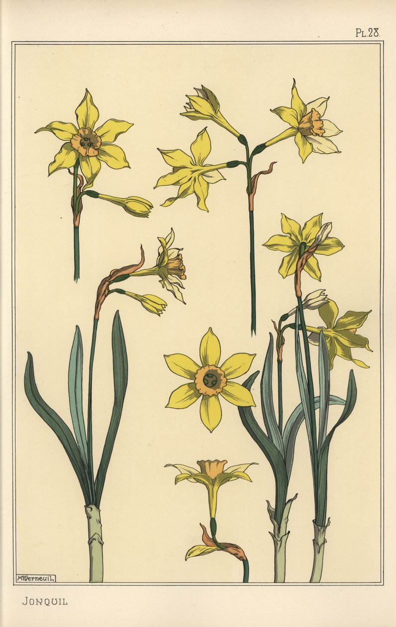 Jonquil Daffodil Flower Drawing Daffodil Painting Jonquil Original Art
