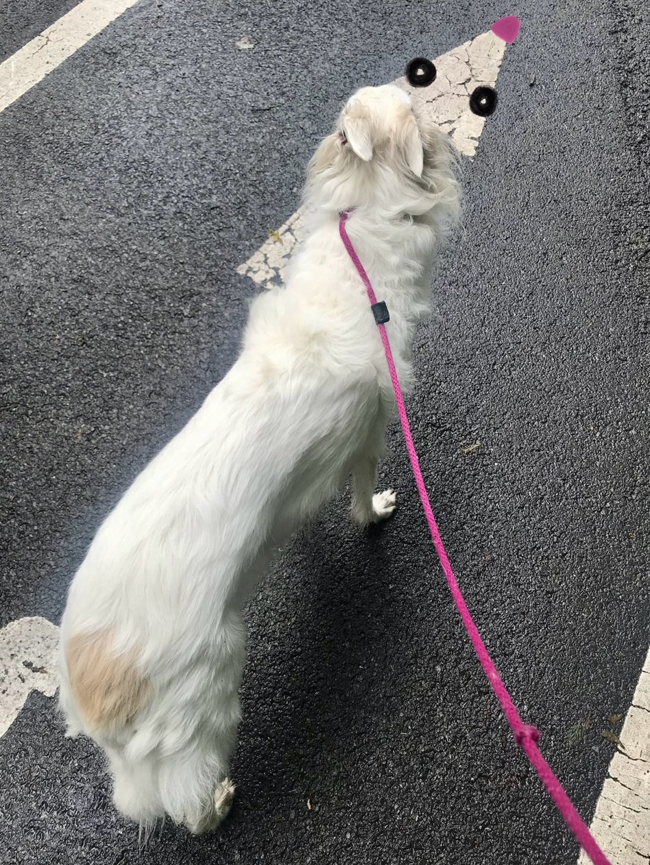 Walking Penny by Evan Sklar: Premium art reproduction