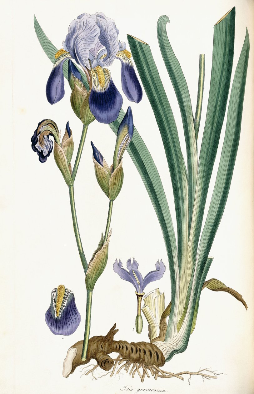 Iris Germanica by Ferdinand Bauer: Buy fine art print