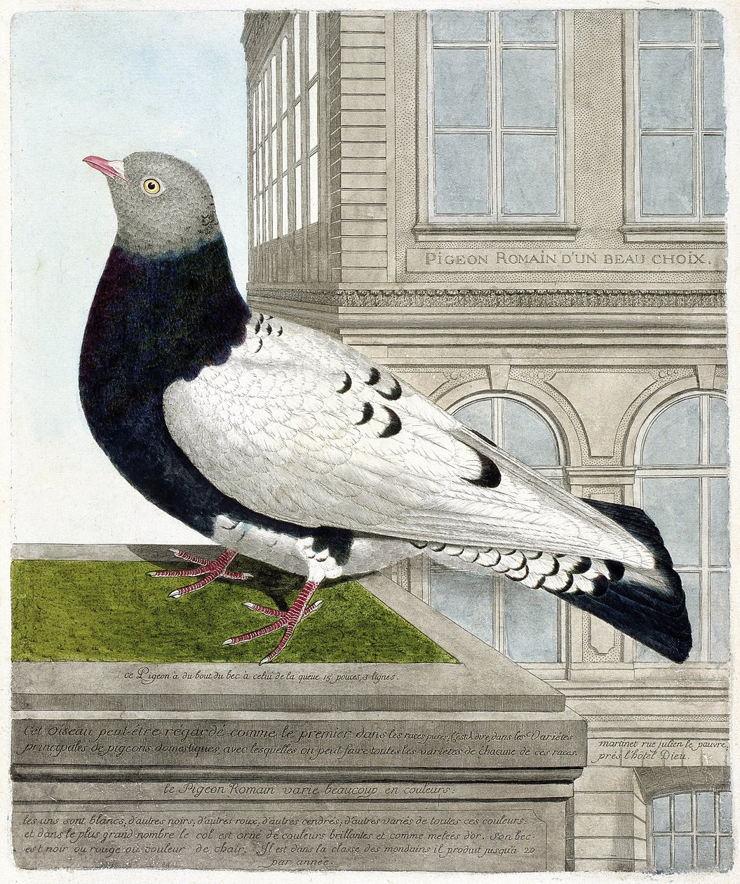 Columba Livia Sketch