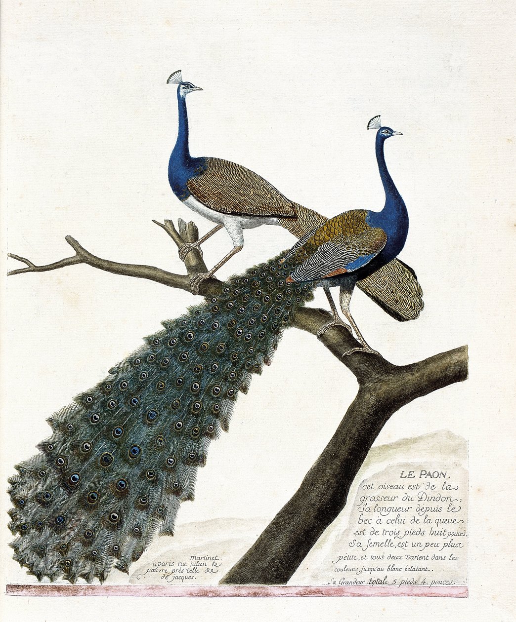 Zoological chart (ornithology): The peacock (blue peacock or pavo ...