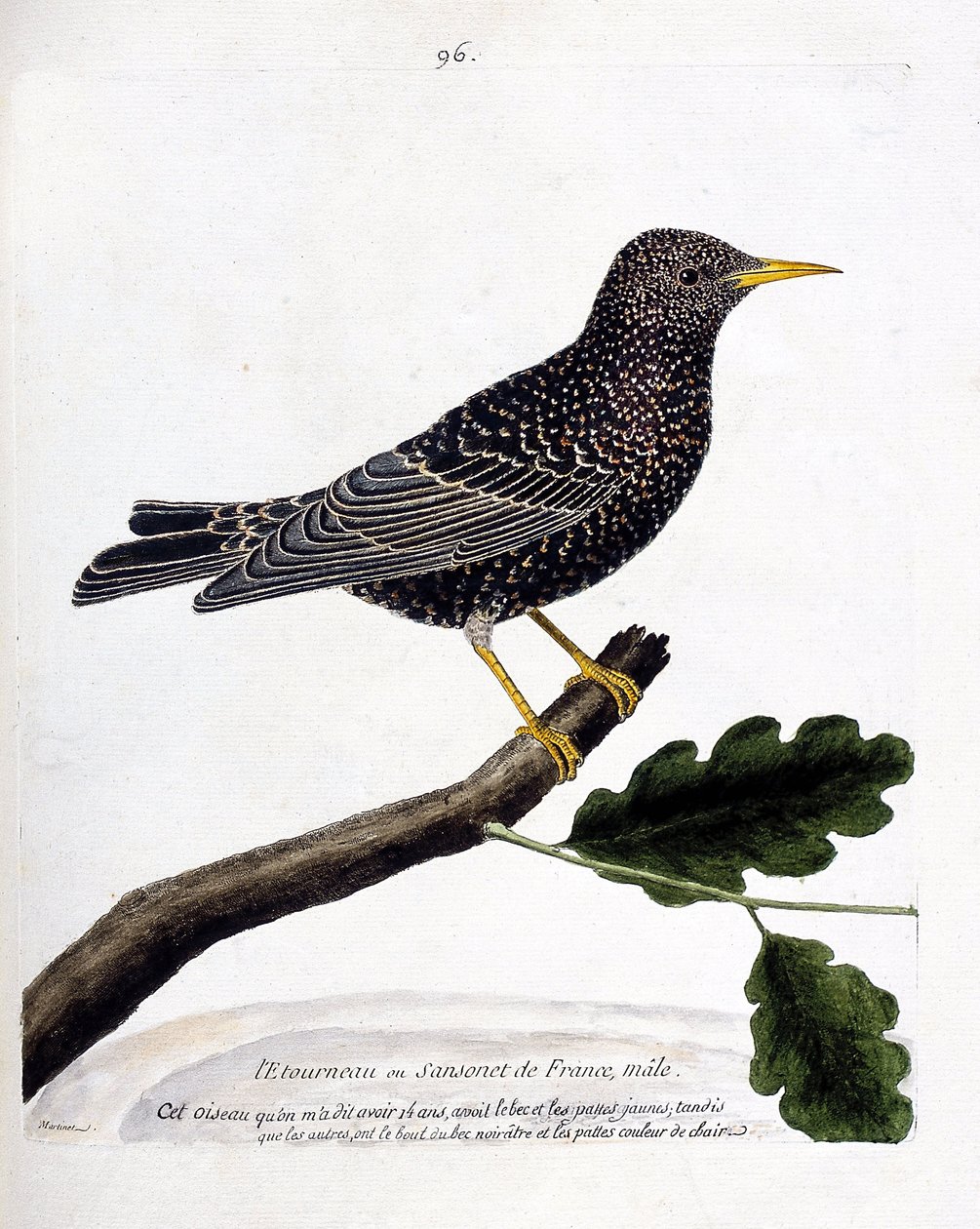 Zoological chart (ornithology): the starling or sansonet on a branch ...