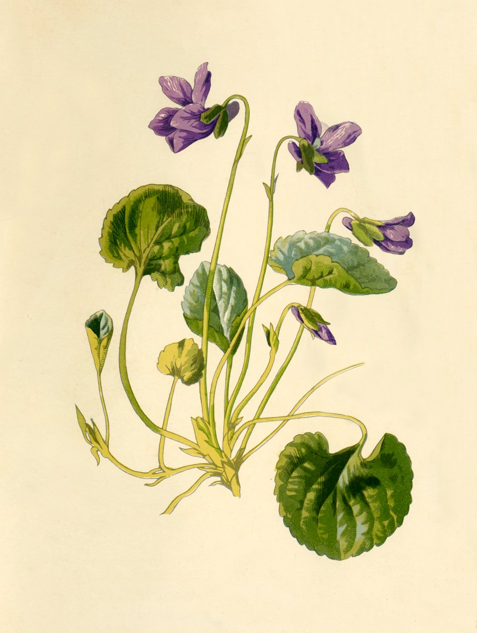 Sweet Violet by Frederick Edward Hulme: Buy fine art print
