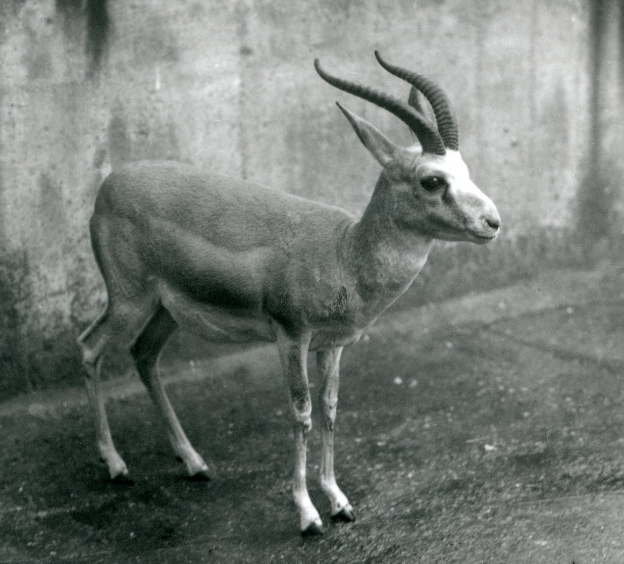 A Persian, Goitered, or Black-tailed Gazelle at London Zoo, August 1927