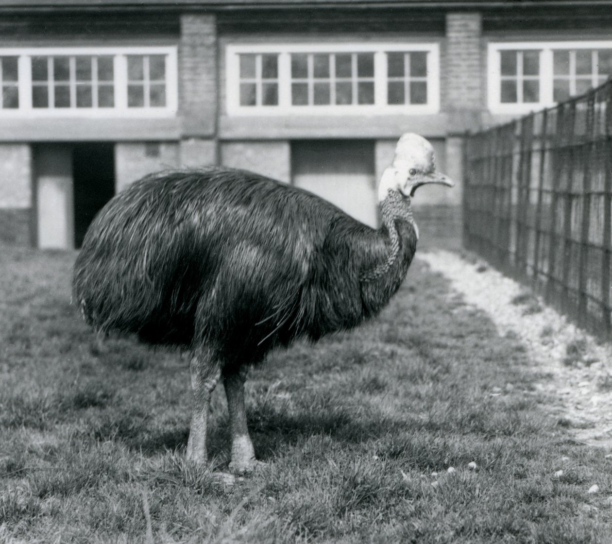 A Southern Cassowary at London Zoo in June 1925