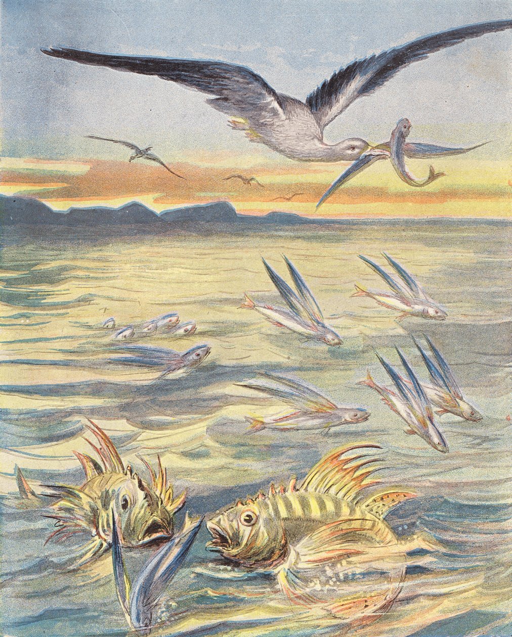 Flying Fish by French School: Buy fine art print