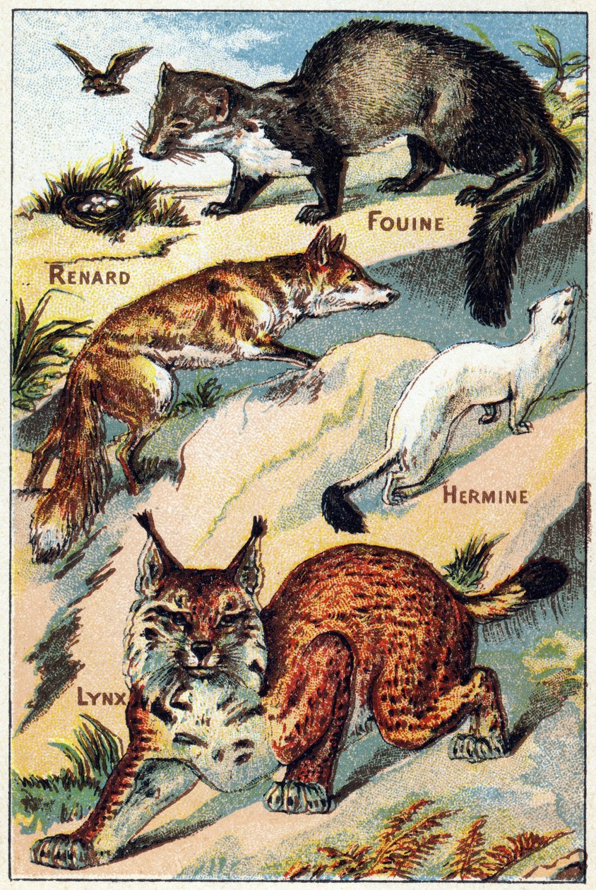 Plate 2: Fox, Snoop, Ermine, Lynx (Engraving in "Syllabary alphabet all kinds of beets")