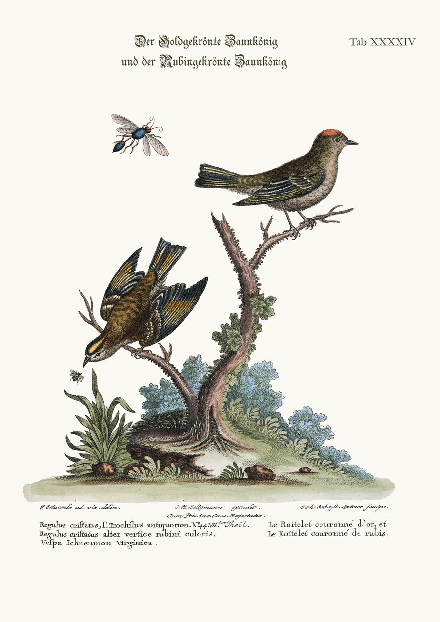 The Golden-crowned Wren and the Ruby-crowned Wren