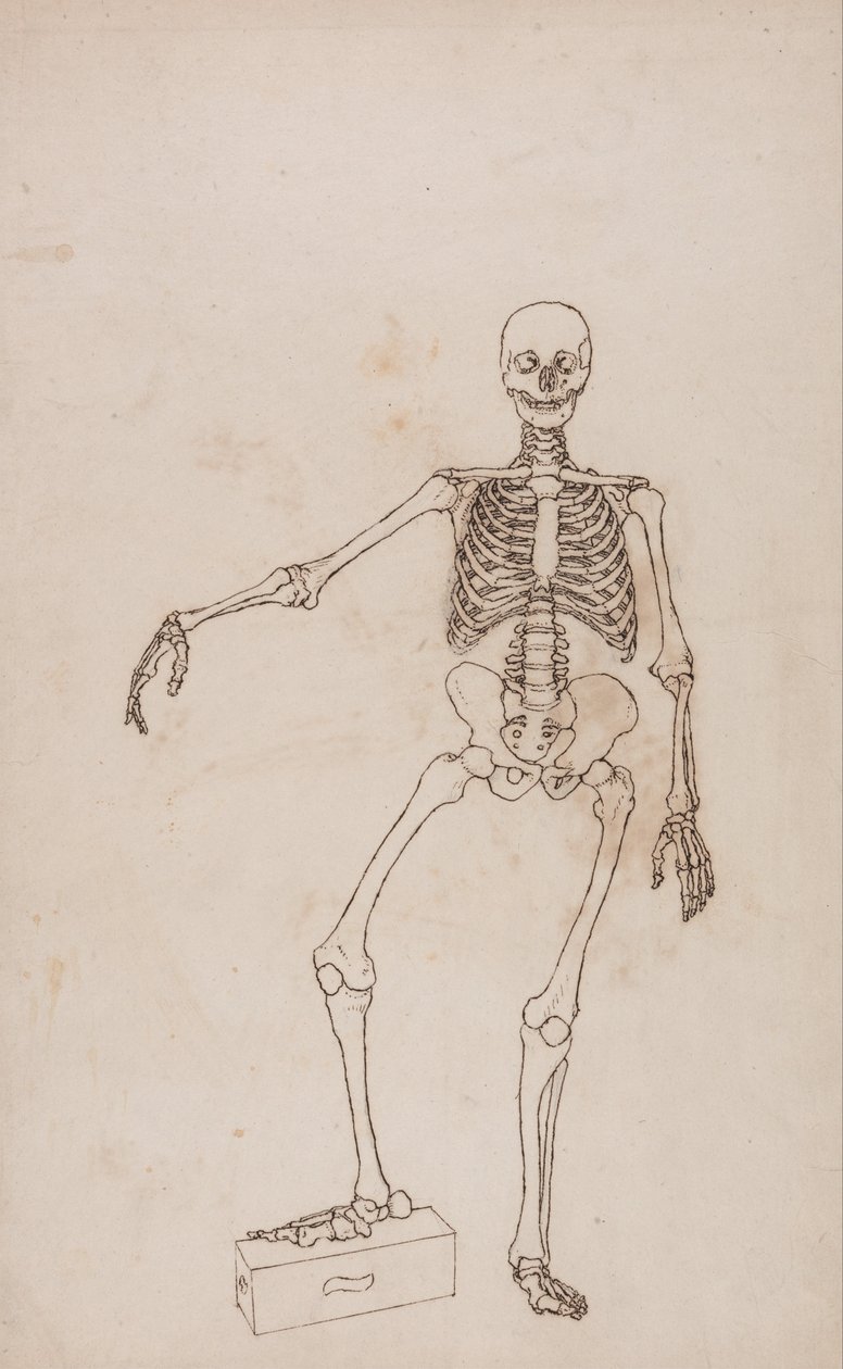 A Comparative Anatomical Exposition of the Structure of the Human Body ...