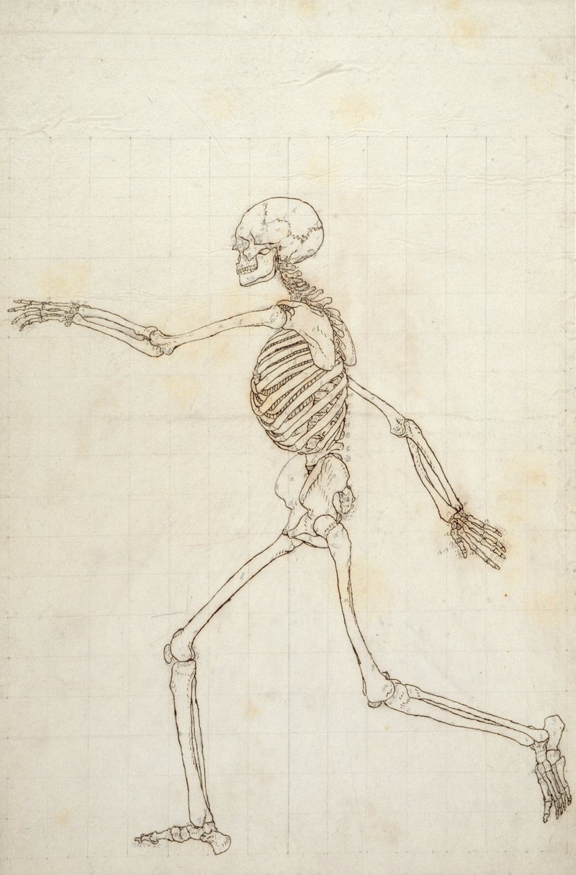 Study of the Human Figure, Lateral View, from 'A Comparative Anatomical ...