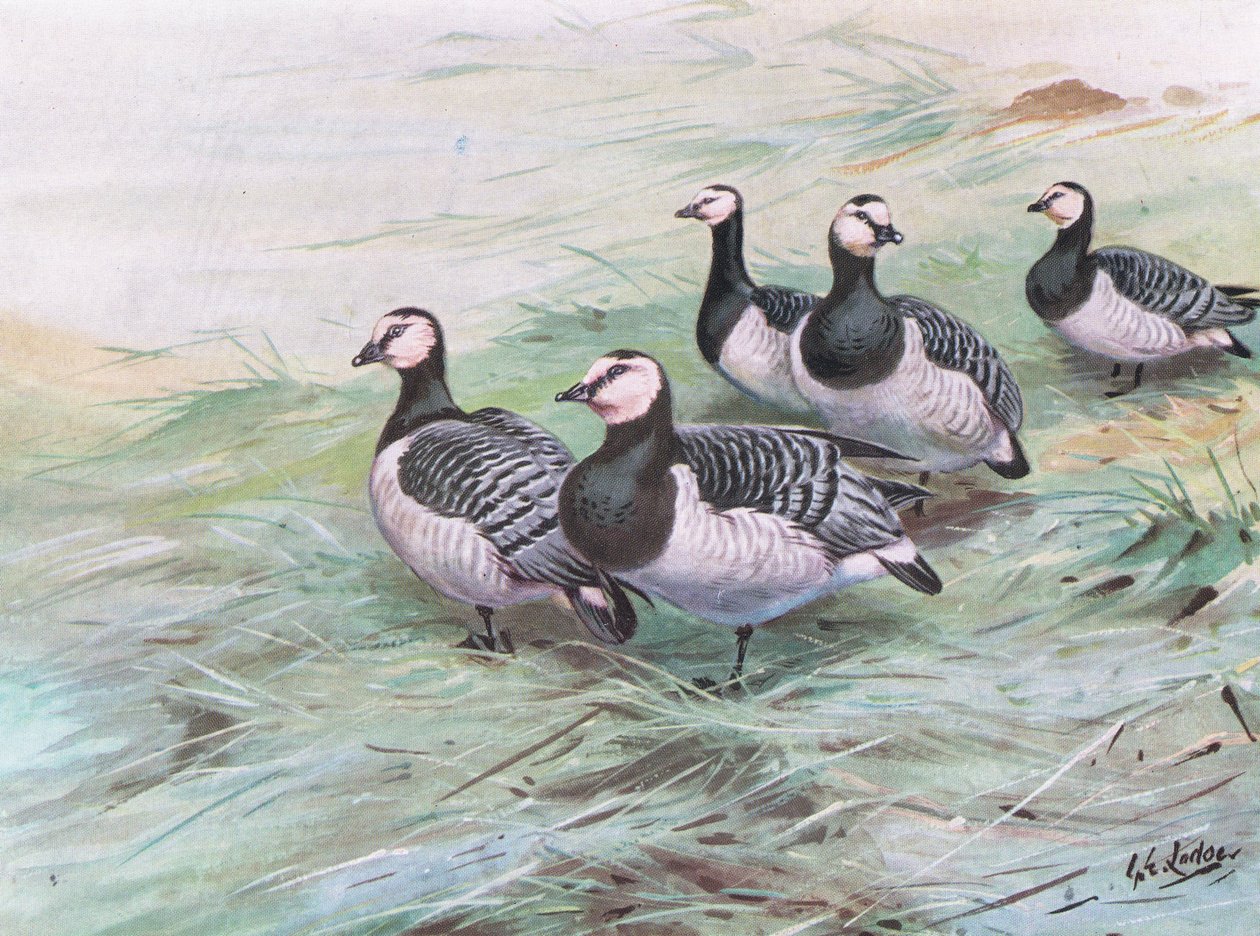 Barnacle Geese by George Edward Lodge: Buy fine art print