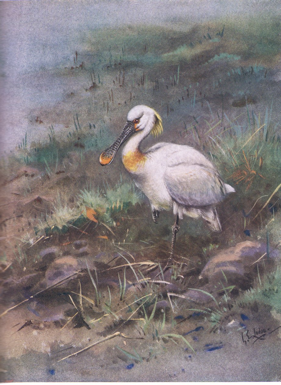 Spoonbill by George Edward Lodge: Buy fine art print