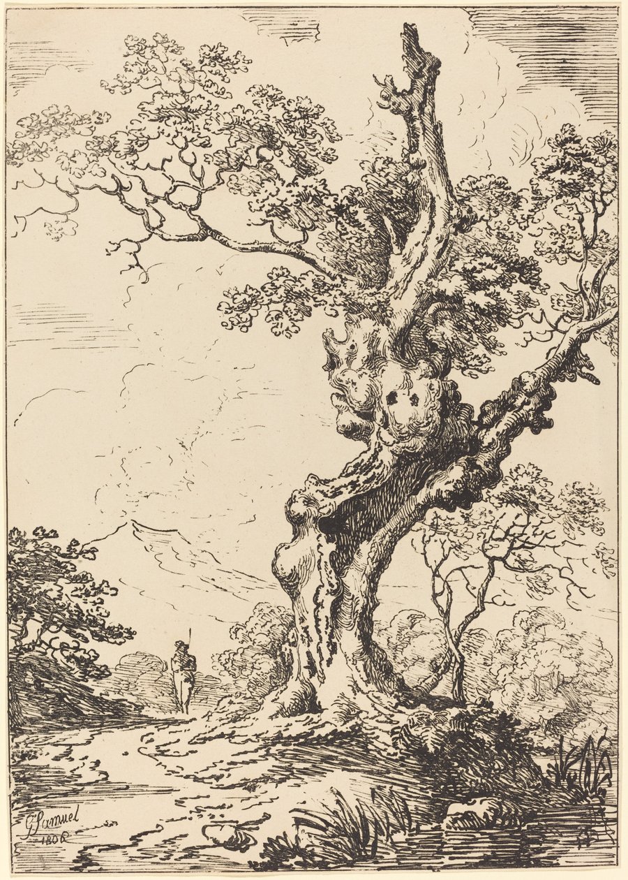 Old Oak Tree Drawing