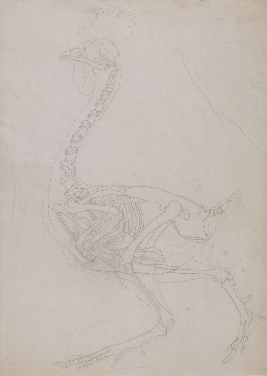 A Comparative Anatomical Exposition of the Structure of the Human Body ...