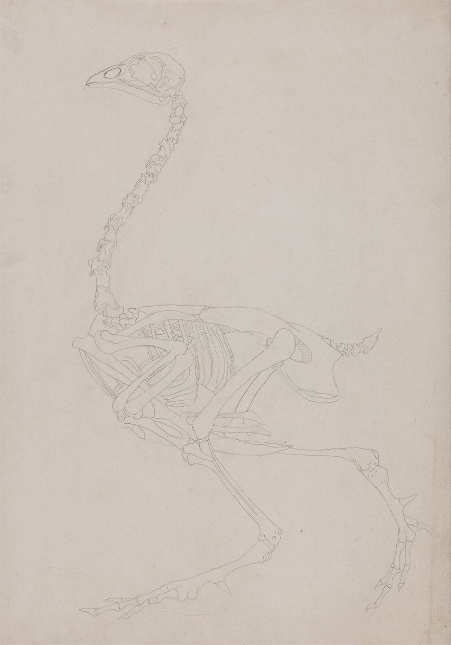 Comparative Anatomical Exposition of the Structure of the Human Body ...