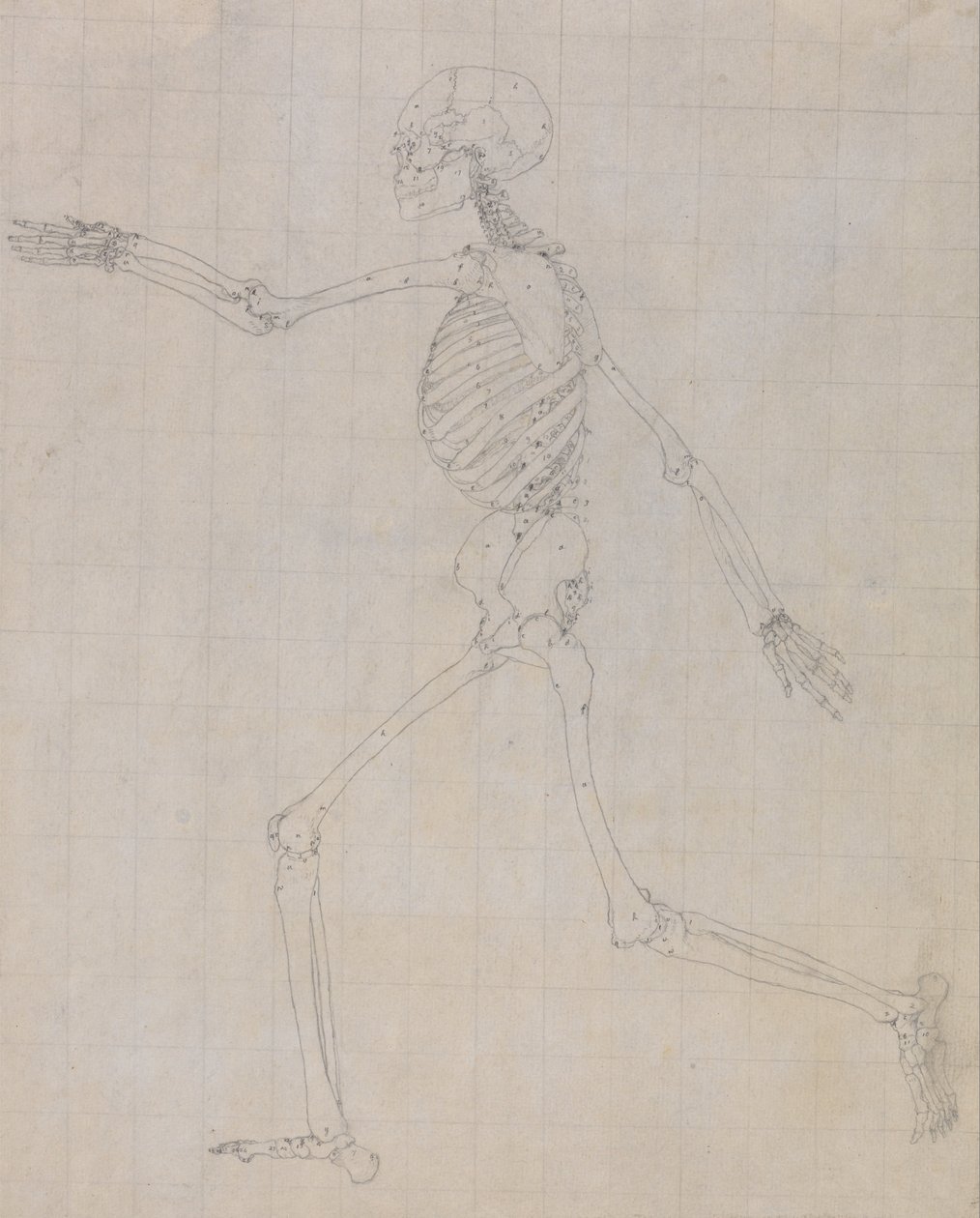 Human Skeleton, Lateral View by George Stubbs