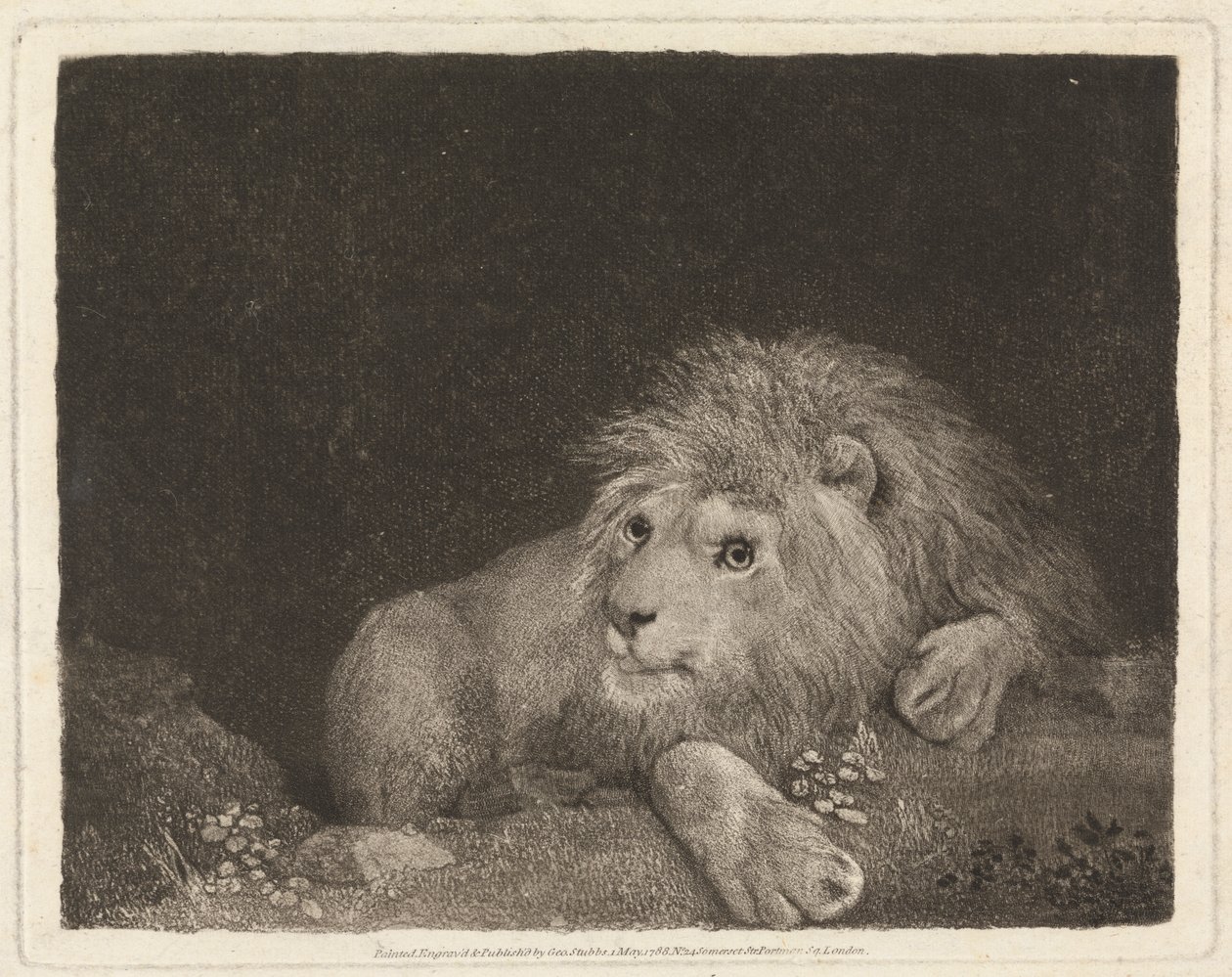 A Lion [A recumbent Lion] by George Stubbs: Fine art print