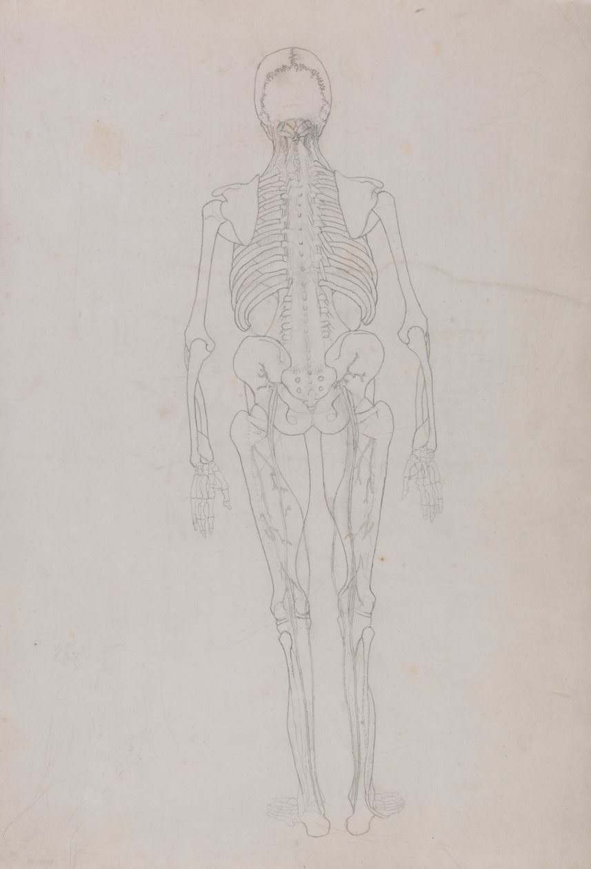 Human Figure, Posterior View (Outline drawing for a key figure showing ...