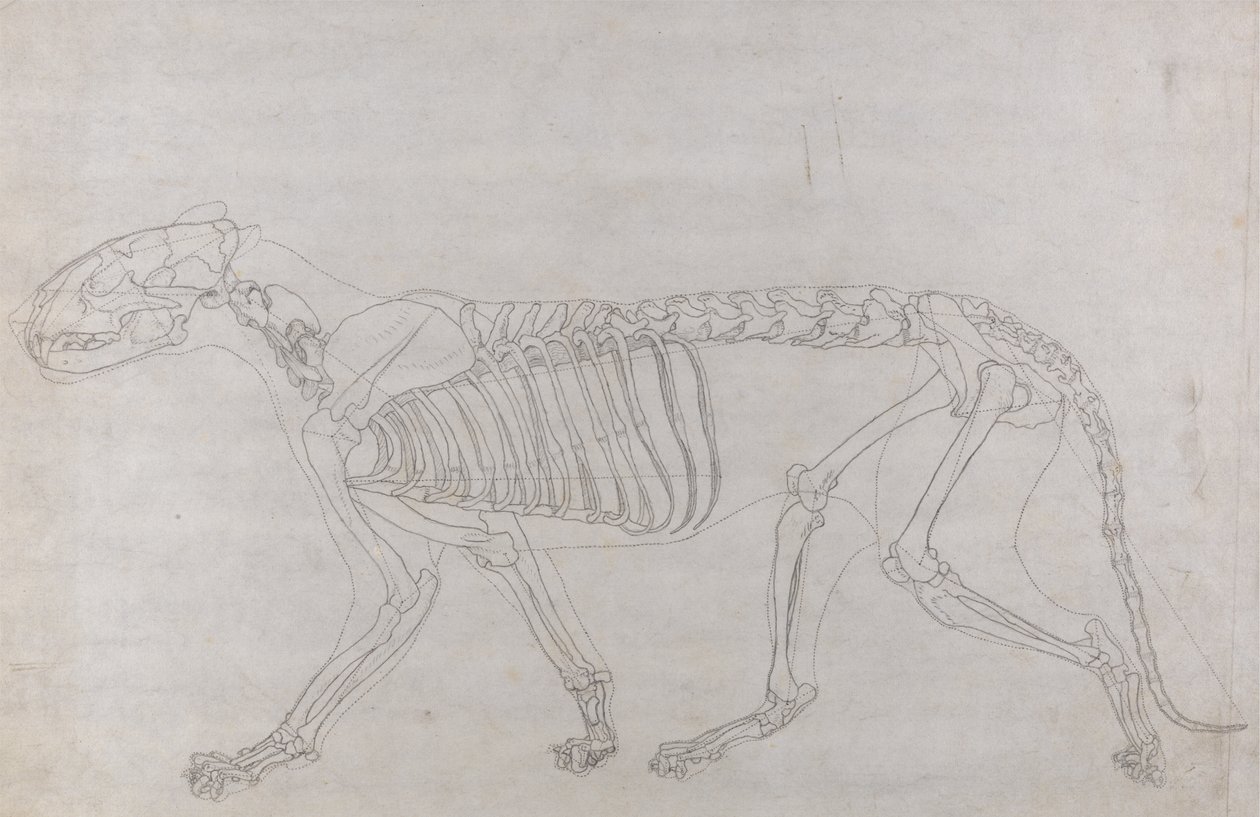 Study of a Tiger, Lateral View, from A Comparative Anatomical ...