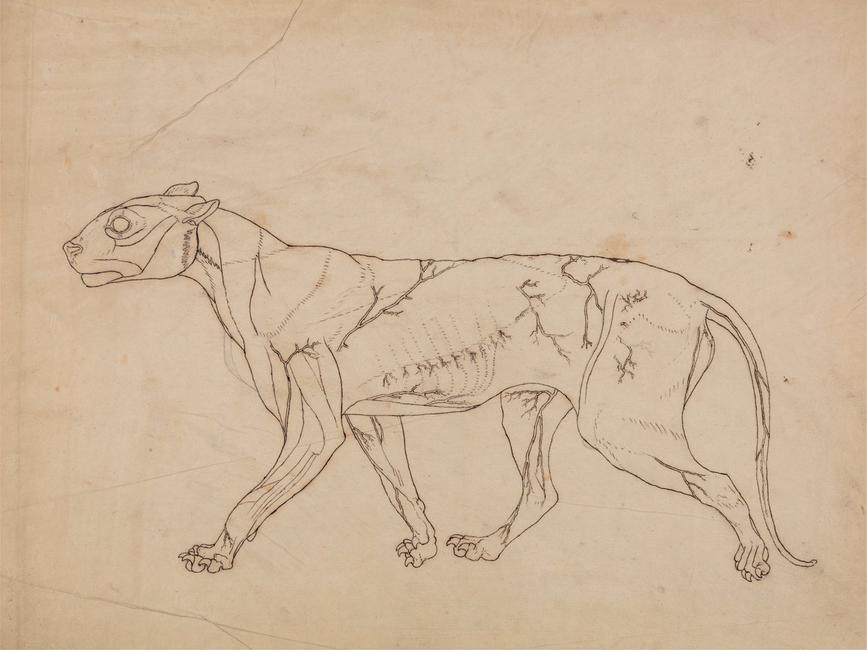 Study of a Tiger, Lateral View, from A Comparative Anatomical ...