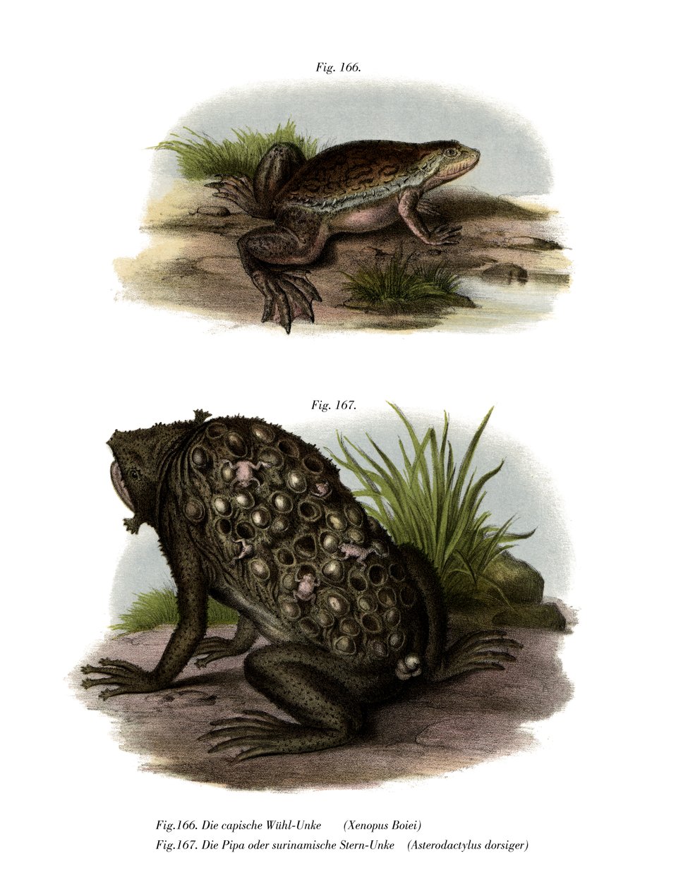 African Clawed Frog by German School: Buy fine art print