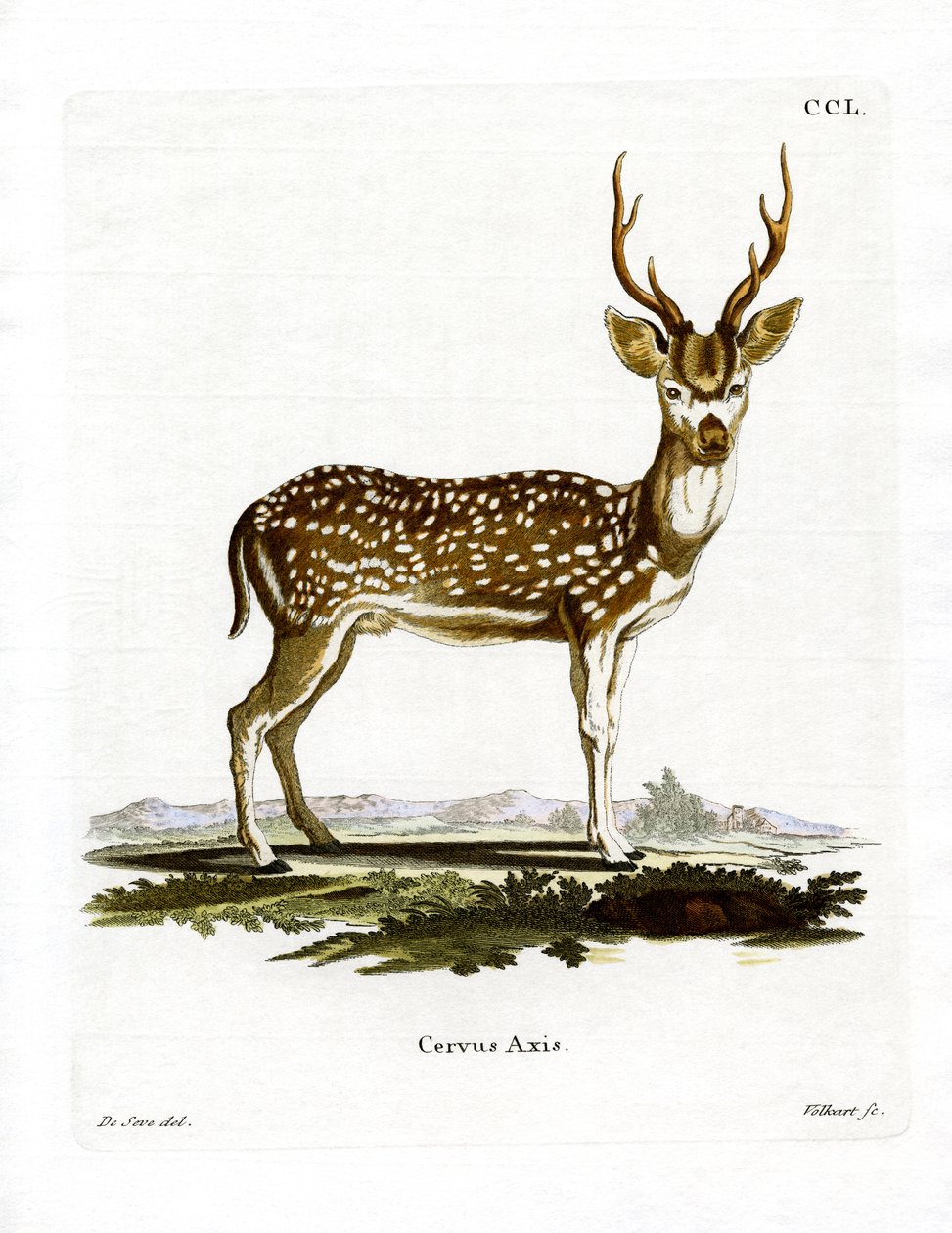 Axis Buck Drawing Axis Deer Stag (Axis Axis)
